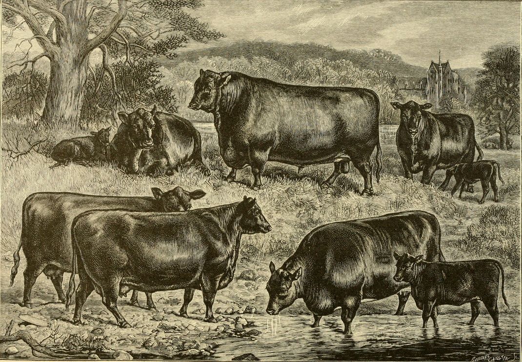 Why Native Angus – Native Angus Beef Shop