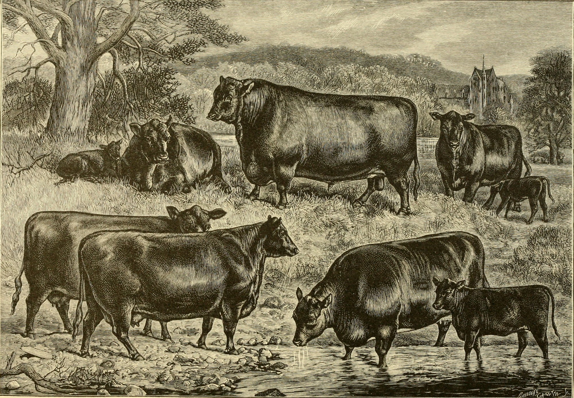 Why Native Angus – Native Angus Beef Shop