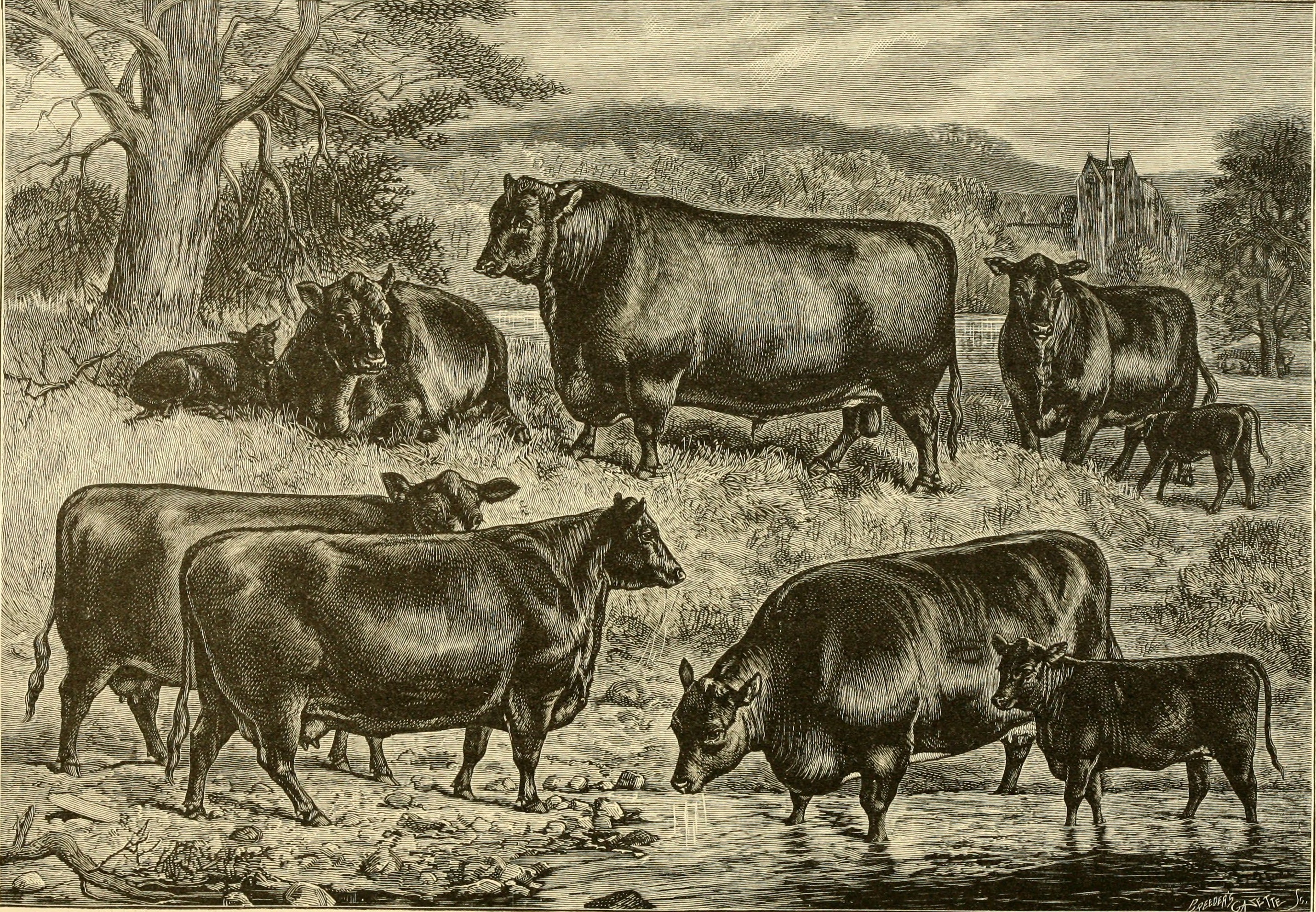 Why Native Angus – Native Angus Beef Shop