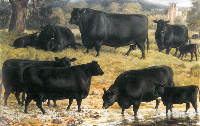 The Native Angus Story – Native Angus Beef Shop