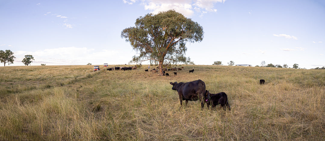 Native Angus Beef Shop | 200 years of breeding for quality