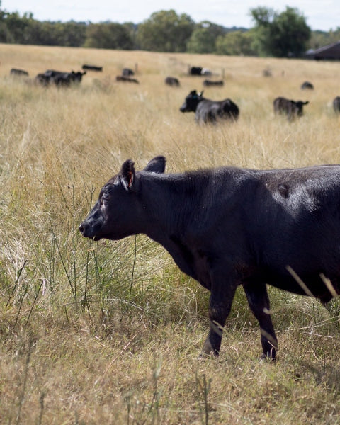 Why Native Angus – Native Angus Beef Shop
