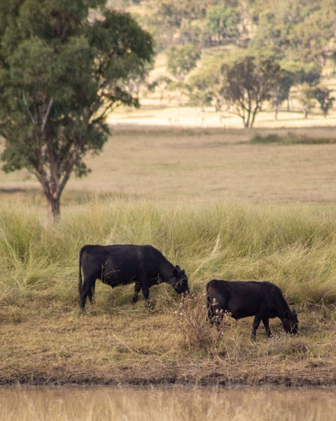 Our Story – Native Angus Beef Shop
