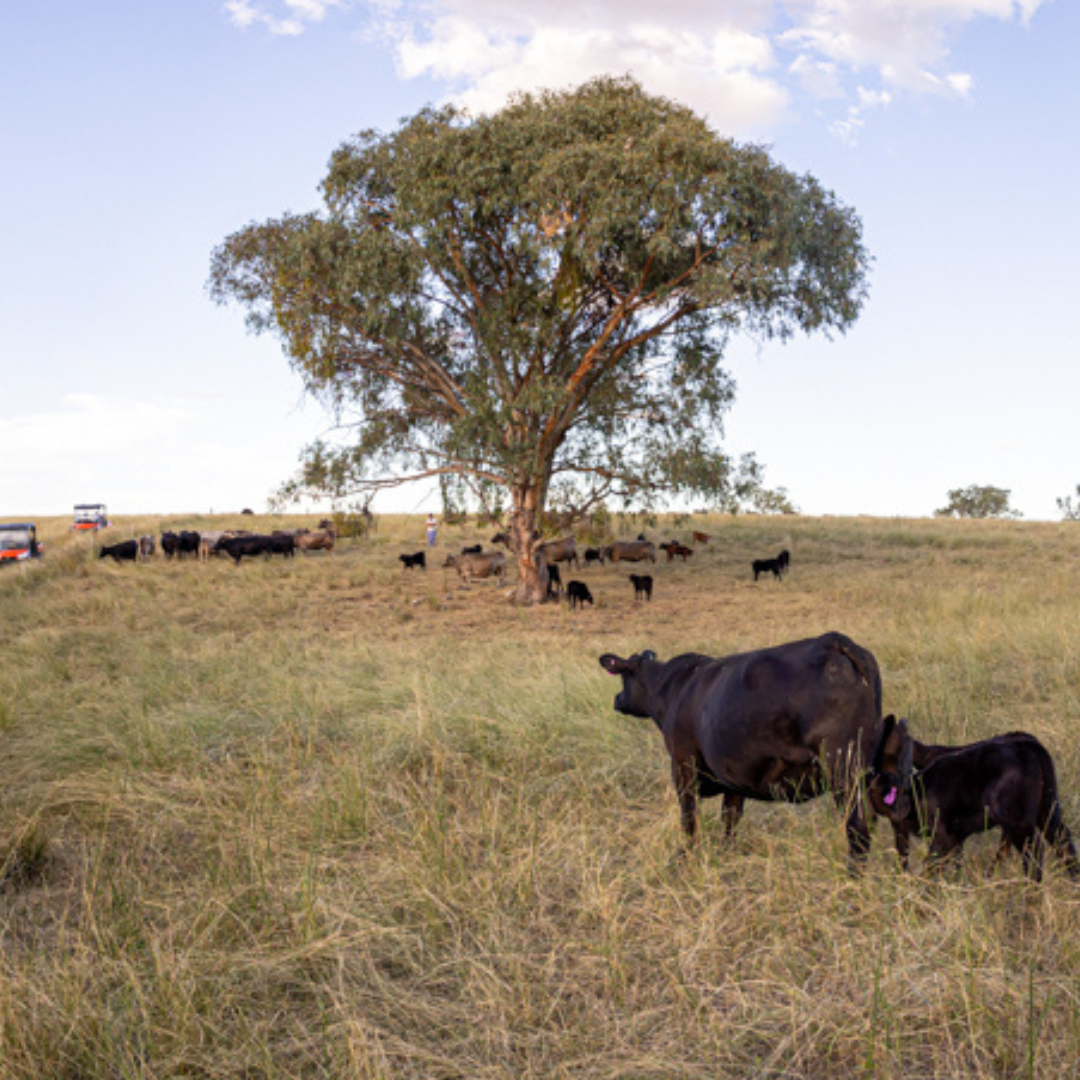 Native Angus Beef Shop | 200 years of breeding for quality