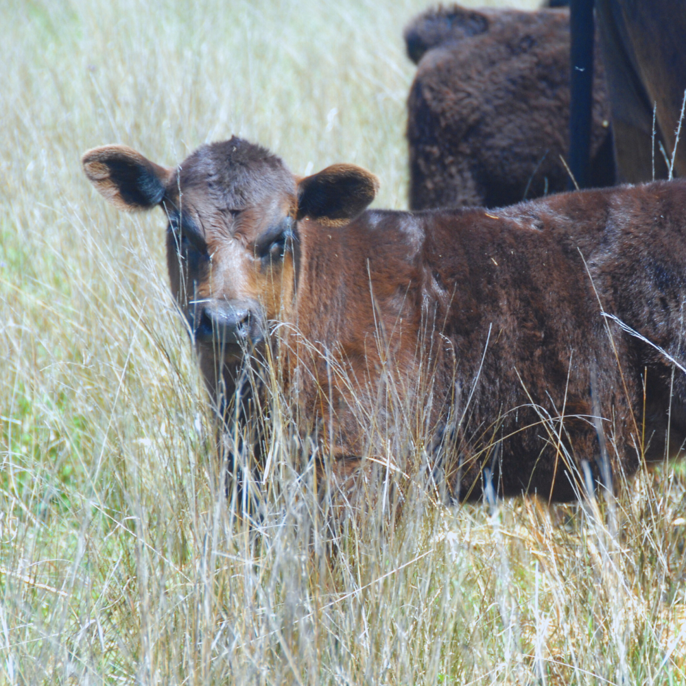Native Angus Beef Shop | 200 years of breeding for quality