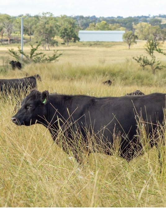 Arrawatta Station – Native Angus Beef Shop