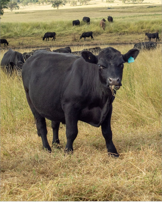 Arrawatta Station – Native Angus Beef Shop