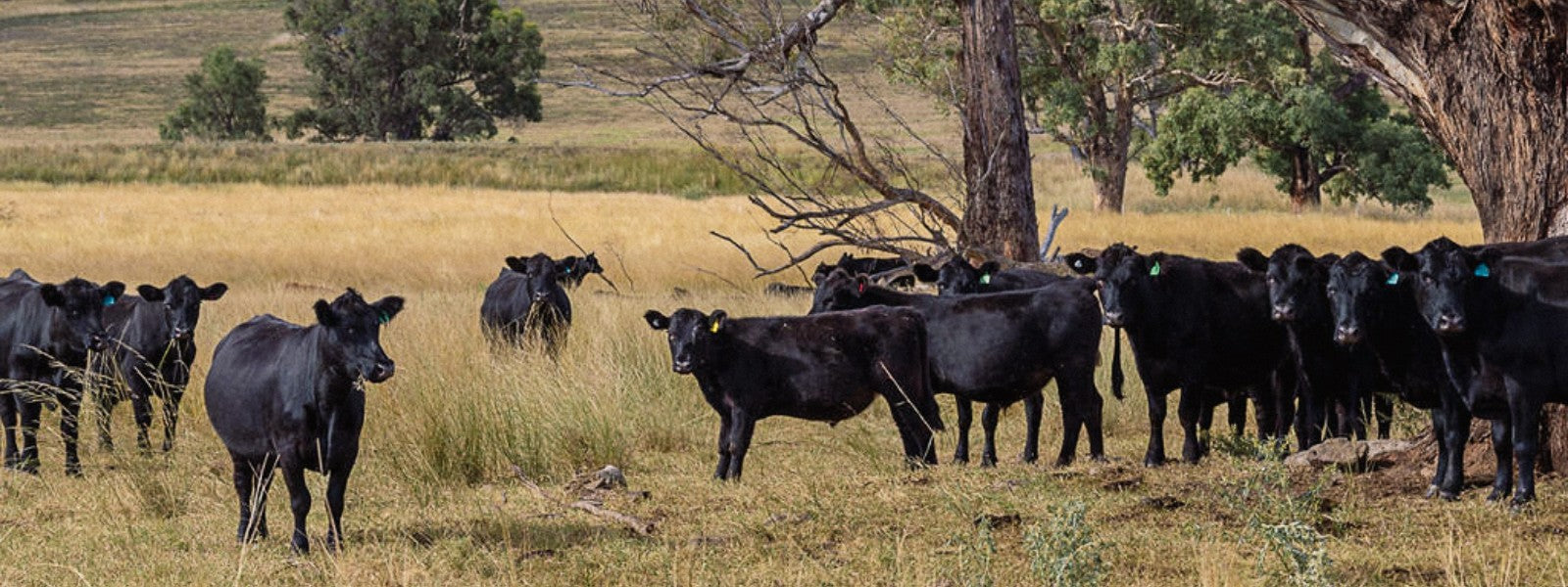 Meet the Farmer – Native Angus Beef Shop