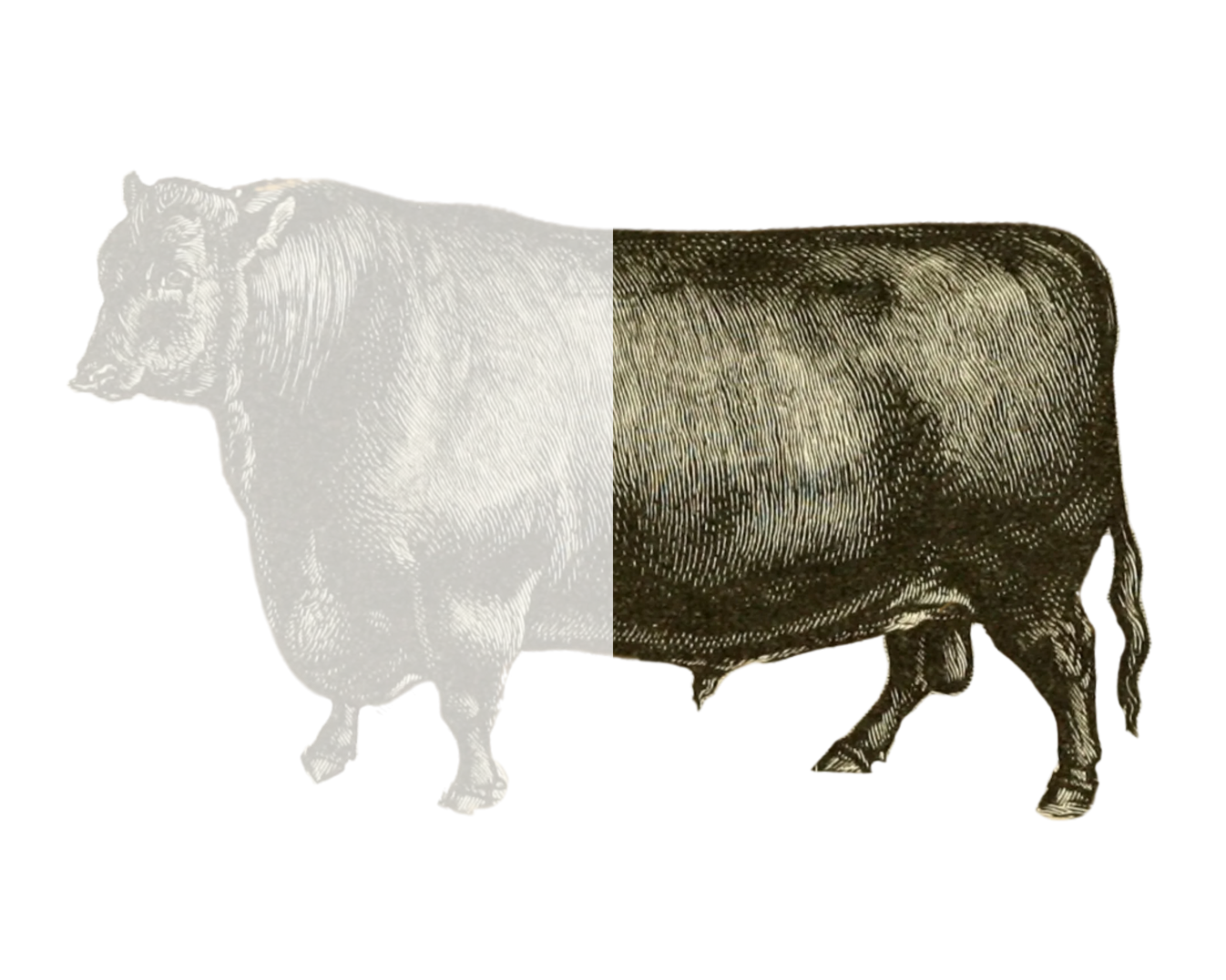 Half a Cow - 80kg – Native Angus Beef Shop