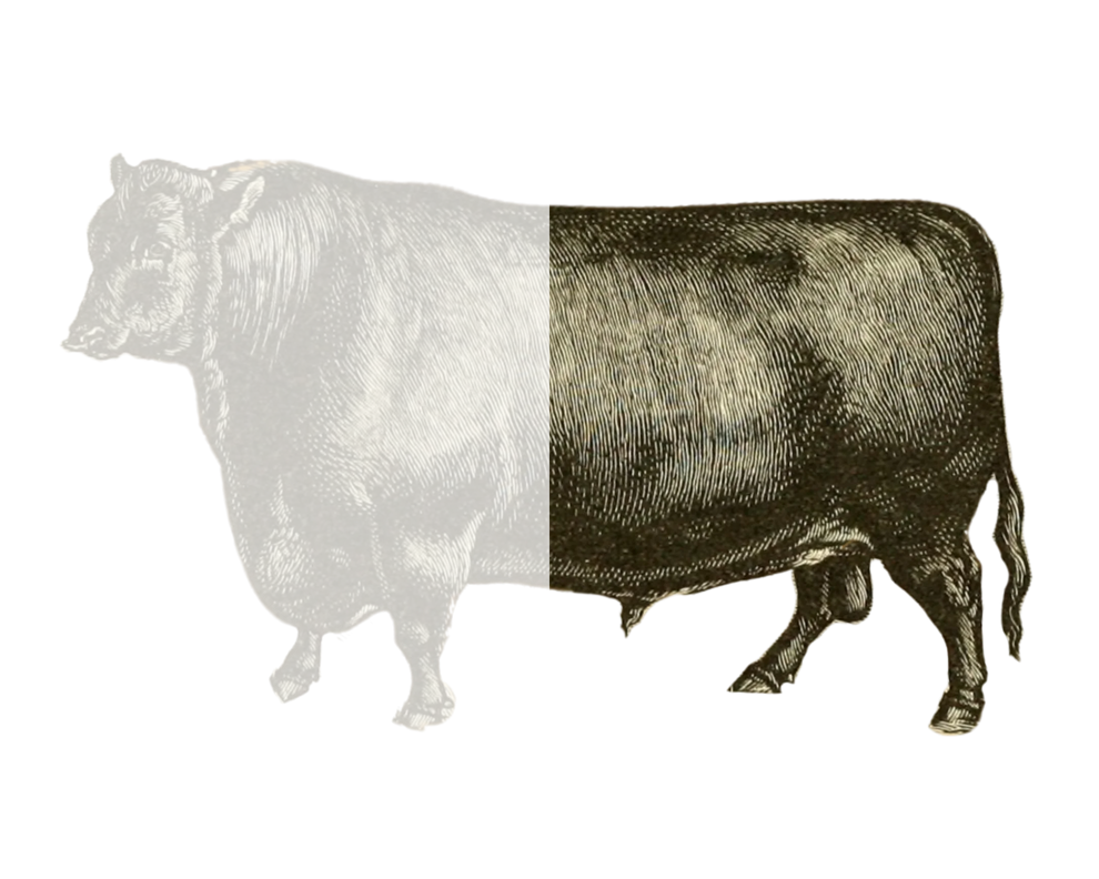 Half a Cow - 80kg – Native Angus Beef Shop