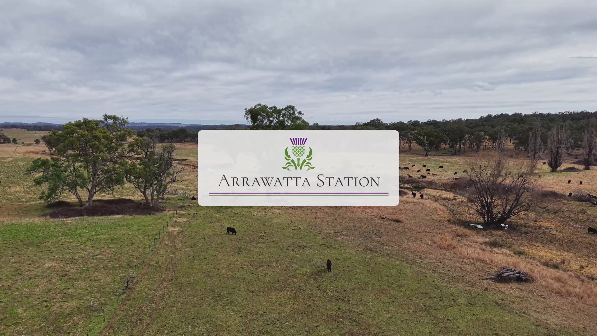 Arrawatta Station – Native Angus Beef Shop
